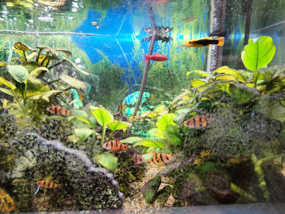 Akvarijske tropske ribice