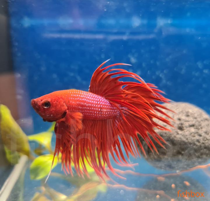 Betta splendens – siamska bojna ribica - CROWNTAIL