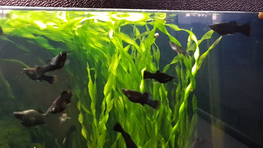 ČRNI MOLI - akvarijske ribice