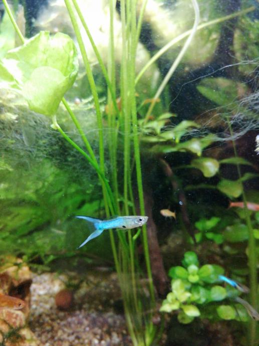 Endler guppy - japanese blue
