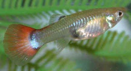 Gupiji Poecilia reticulata- guppy ribice