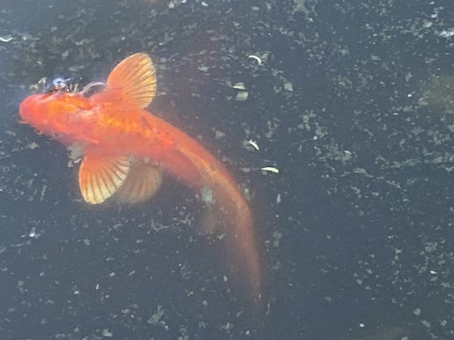 JAPONSKI KOI KRAPI IN ZLATE RIBICE ZA RIBNIK