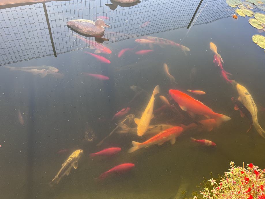 JAPONSKI KOI KRAPI IN ZLATE RIBICE ZA RIBNIK