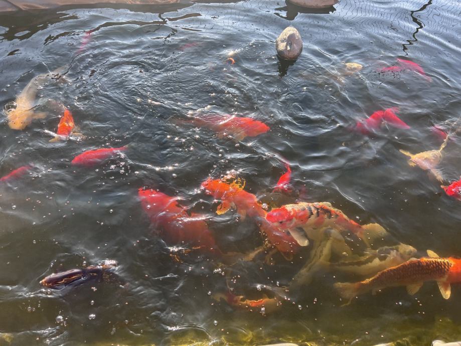 JAPONSKI KOI KRAPI IN ZLATE RIBICE ZA RIBNIK