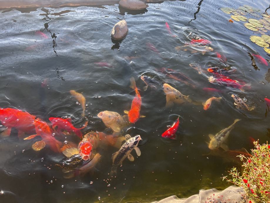 JAPONSKI KOI KRAPI IN ZLATE RIBICE ZA RIBNIK