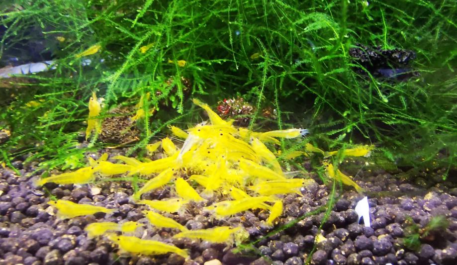 Kozice - Shrimps - Akvarij - Akvaristika - Amano