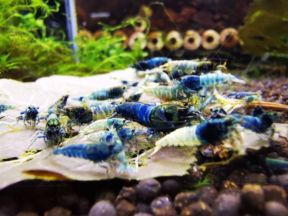 Kozice - Shrimps - Akvarij - Akvaristika - Amano
