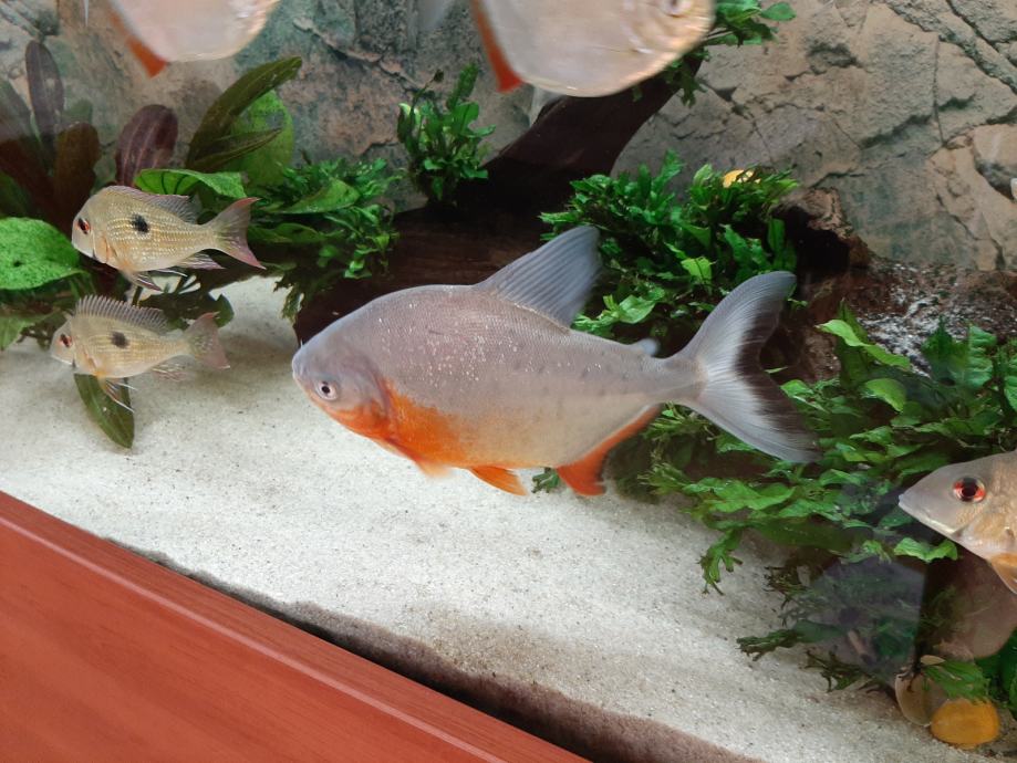 PACU (Piaractus brachypomus)