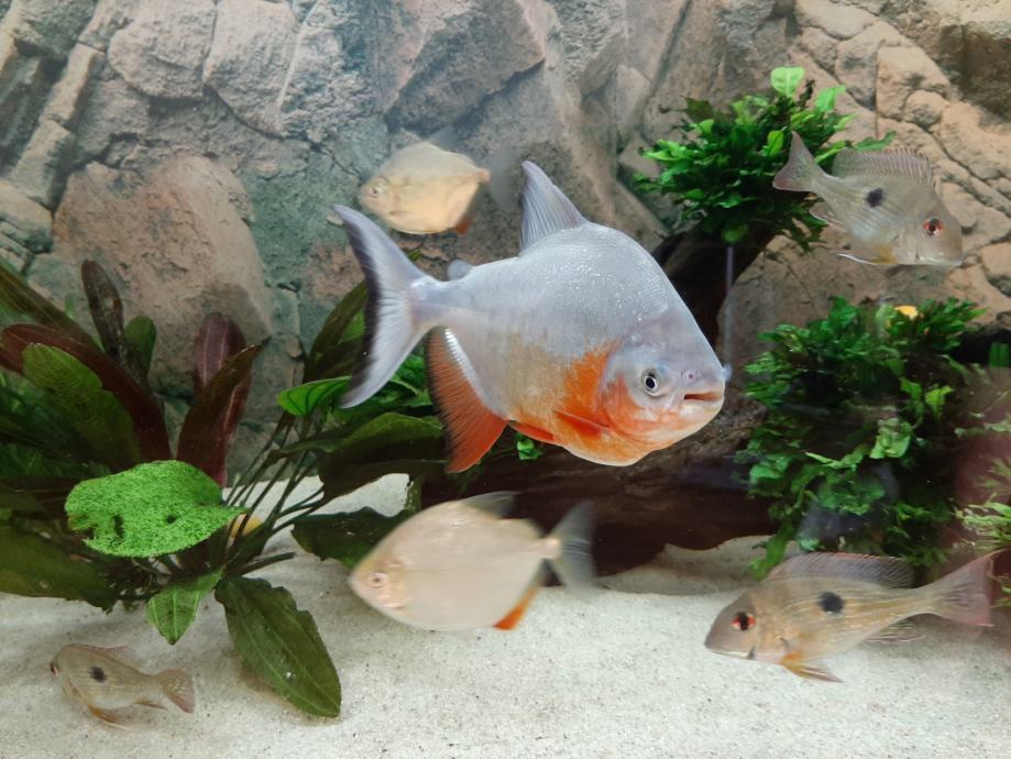 PACU (Piaractus brachypomus)
