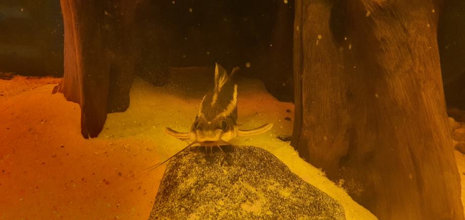 Pleco rogatec ter trnasti som