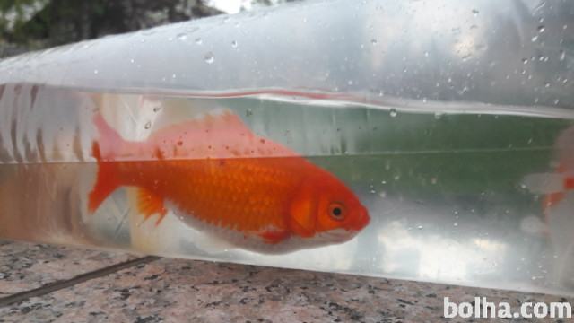 Prodam zlate ribe,koi krape