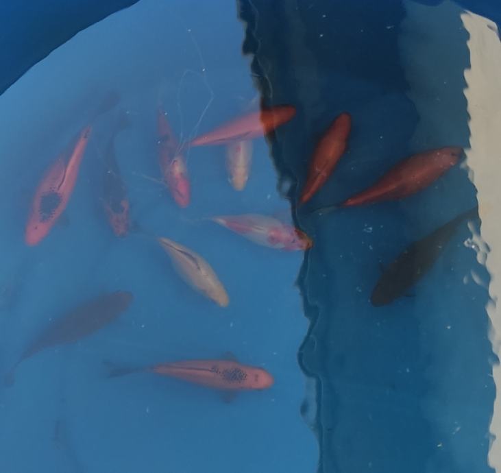 Prodam zlate ribice za ribnik