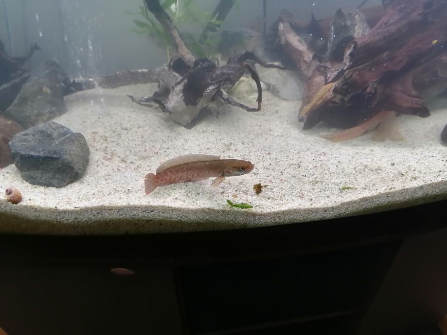 Riba za akvarij KAČJEGLAVKA