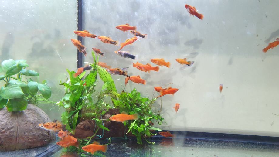 Ribice domače vzreje (gupi, ancistrus, moli, meček, plati, corydoras)