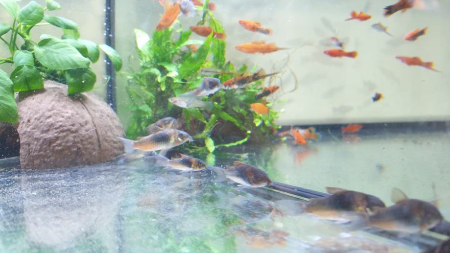 Ribice domače vzreje (gupi, ancistrus, moli, meček, plati, corydoras)