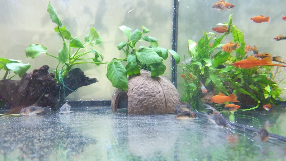 Ribice domače vzreje (gupi, ancistrus, moli, meček, plati, corydoras)