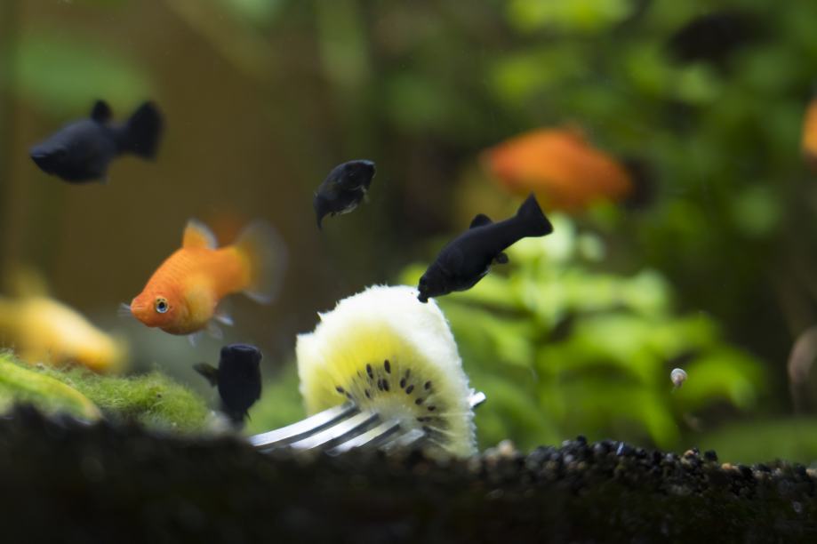 Ribice domače vzreje (gupi, ancistrus, moli, meček, plati, corydoras)