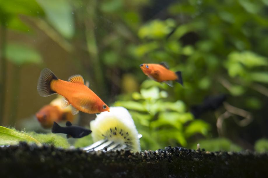 Ribice domače vzreje (plati, meček, gupi, moli, ancistrus, corydoras)