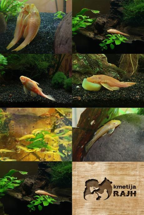 Ribice domače vzreje (gupi, ancistrus, moli, meček, plati, corydoras)