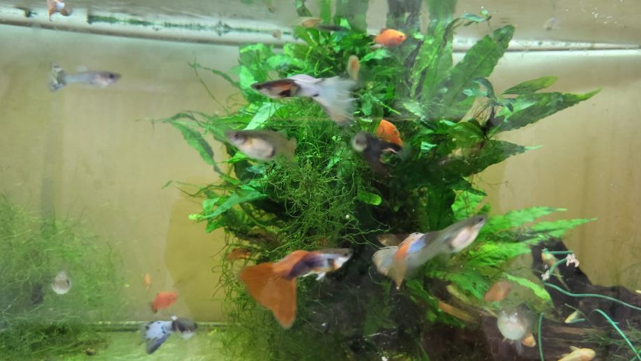 Ribice domače vzreje (gupi, ancistrus, moli, meček, plati, corydoras)
