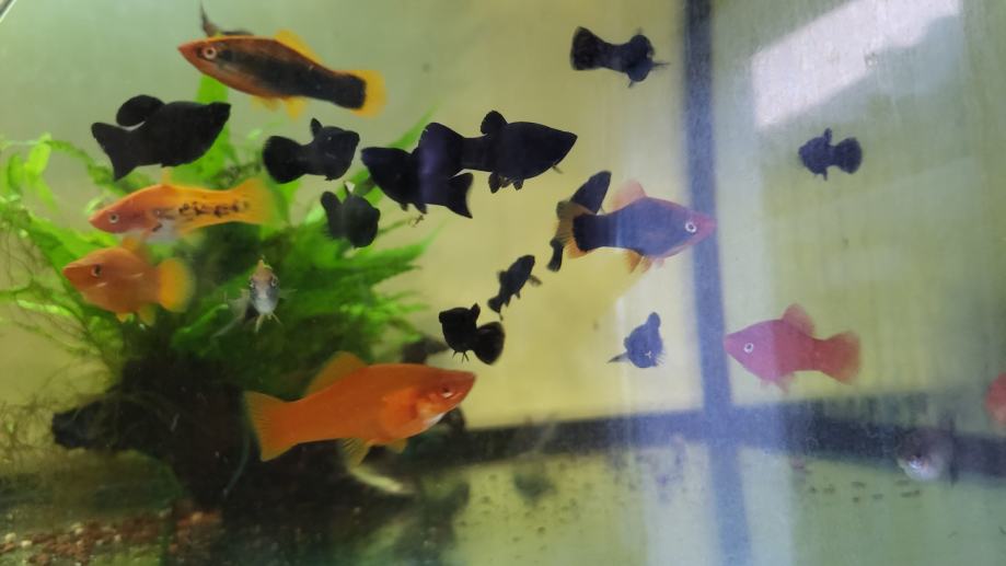 Ribice domače vzreje (gupi, ancistrus, moli, meček, plati, corydoras)