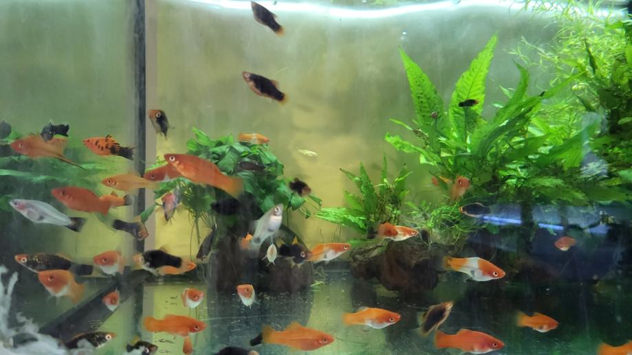 Ribice domače vzreje (gupi, ancistrus, moli, meček, plati, corydoras)