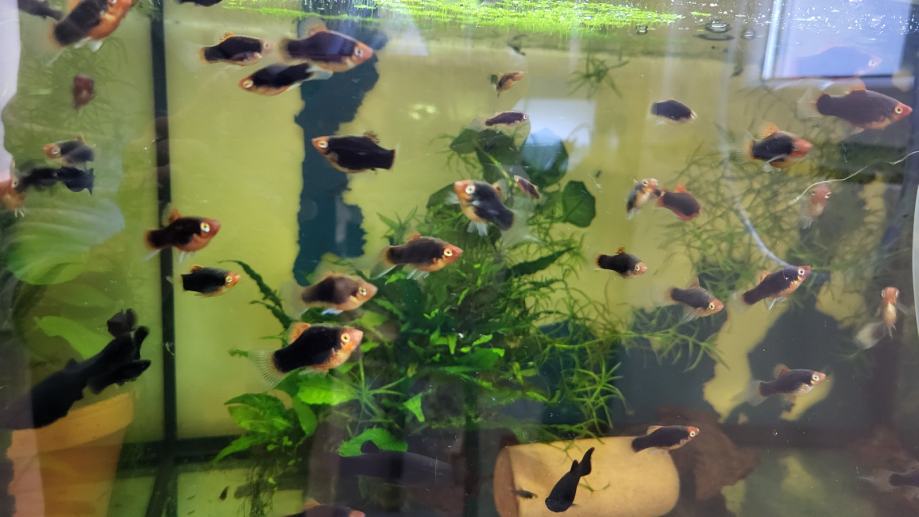 Ribice domače vzreje (gupi, ancistrus, moli, meček, plati, corydoras)