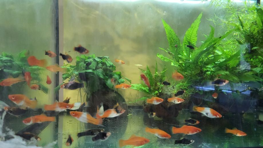 Ribice domače vzreje (gupi, ancistrus, moli, meček, plati, corydoras)