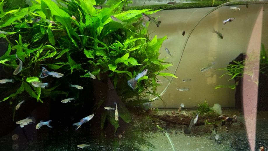 Ribice domače vzreje (gupi, ancistrus, moli, meček, plati, corydoras)