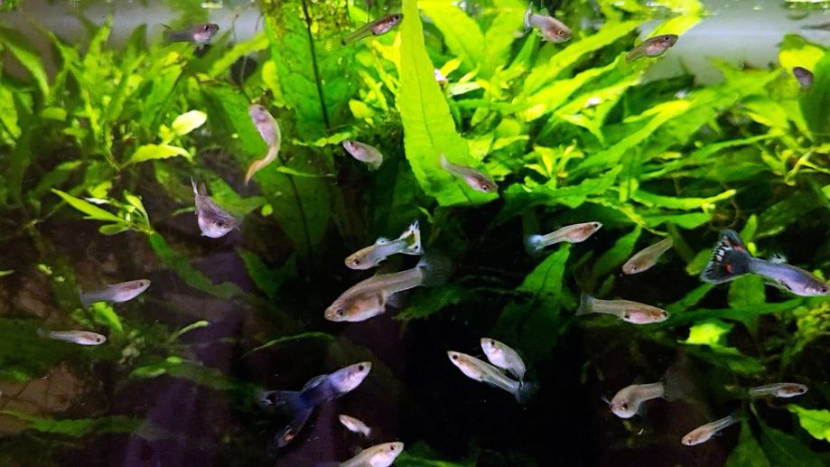 Ribice domače vzreje (gupi, ancistrus, moli, meček, plati, corydoras)