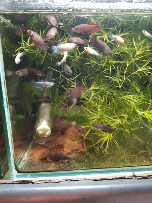 Siamska bojna ribica ( betta fish l