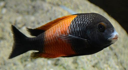 Tropheus Black Bemba