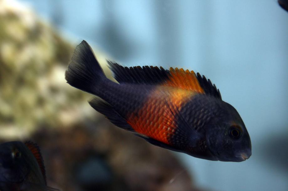 Tropheus Black Bemba