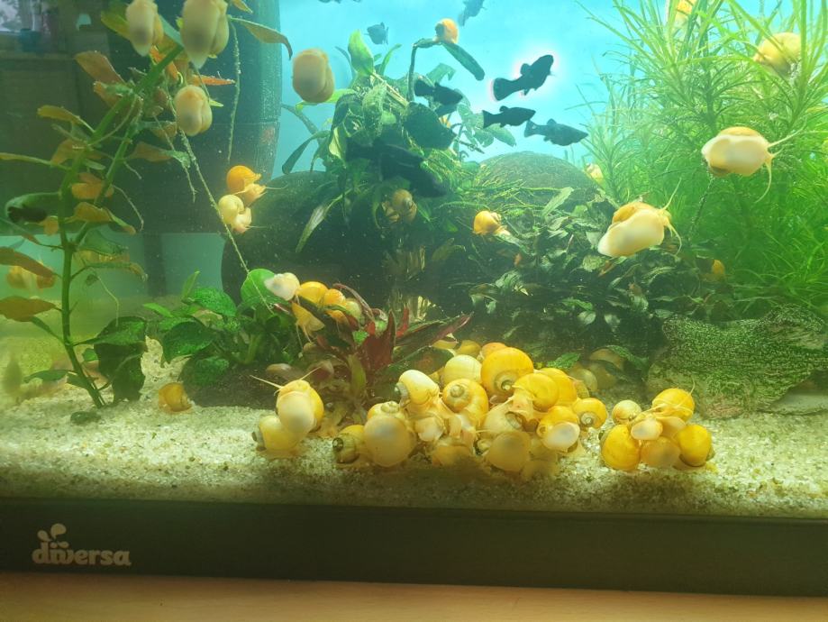 Na voljo mladicke jabocni polze,skalarka in somice