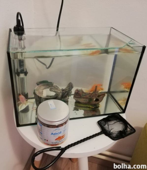 Zlate ribe, akvarij 10l, oprema