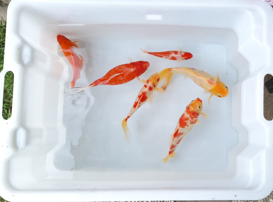 Zlate ribice 6 kom podarim