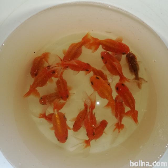 Zlate ribice - pajčolanke za ribnik ali akvarij