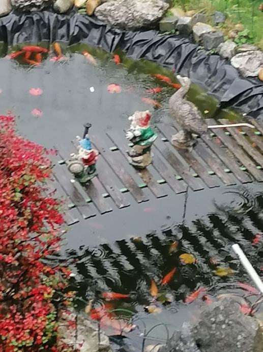 Zlate ribice za ribnik in akvarij