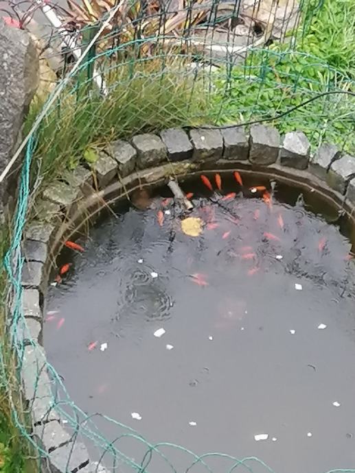 Zlate ribice za ribnik in akvarij