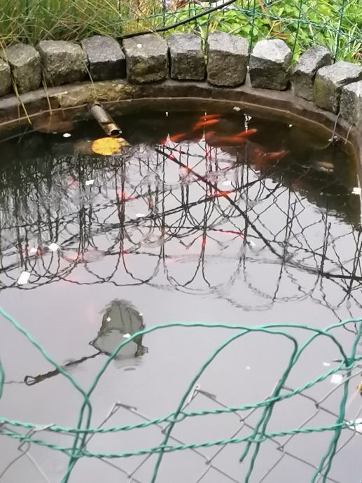 Zlate ribice za ribnik in akvarij