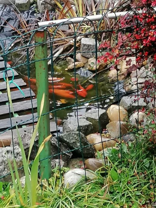 Zlate ribice za ribnik in akvarij