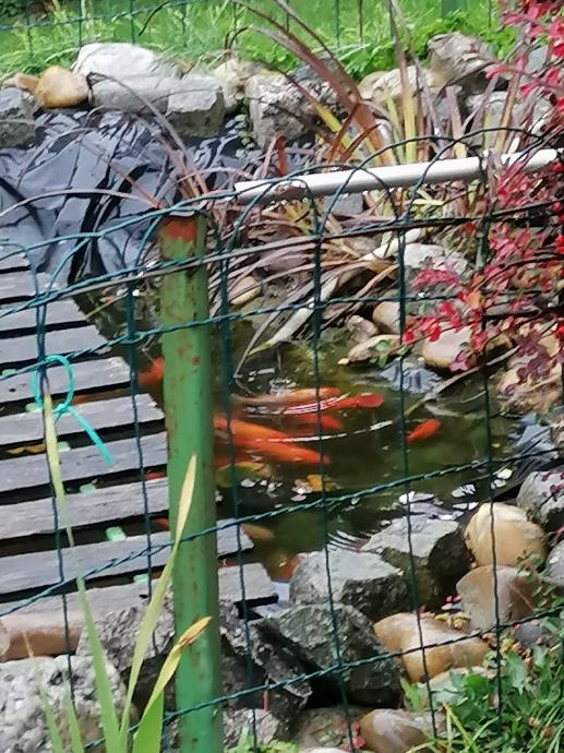 Zlate ribice za ribnik in akvarij