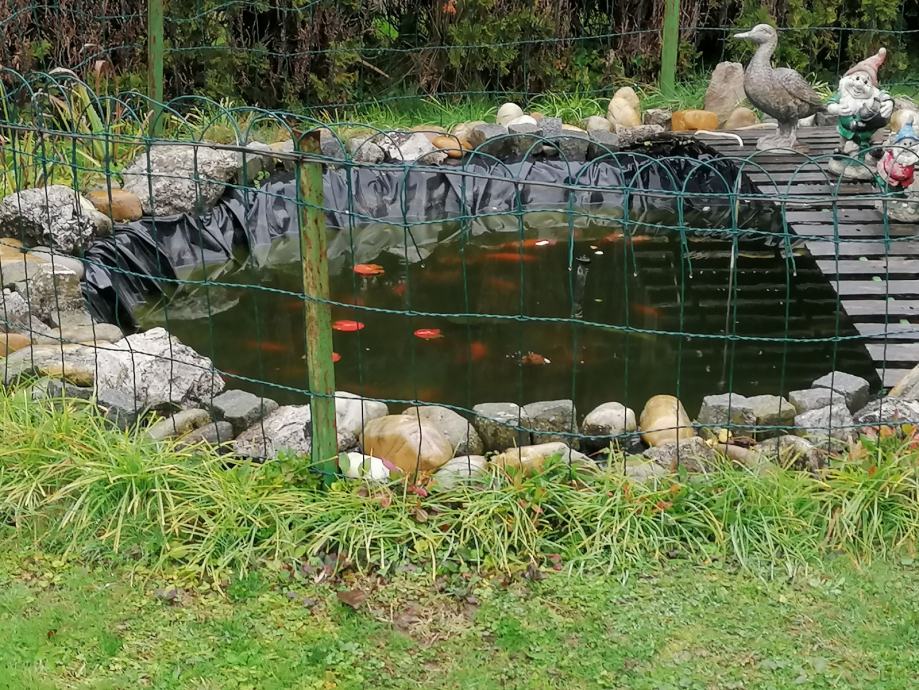 Zlate ribice za ribnik in akvarij