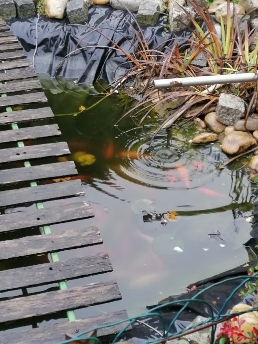 Zlate ribice za ribnik in akvarij