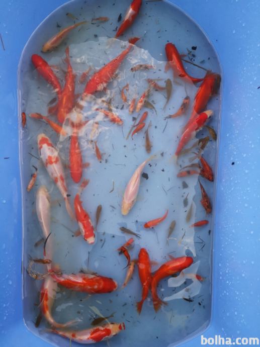 Zlate ribice, shubunkin, ribnik akvarij