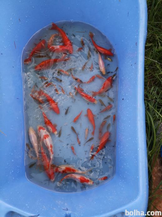 Zlate ribice, shubunkin, ribnik akvarij
