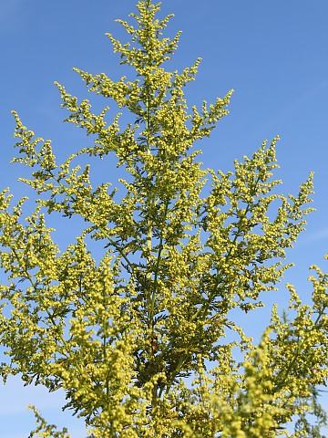 Sladki pelin - suhi rastlinski deli (Artemisia annua)