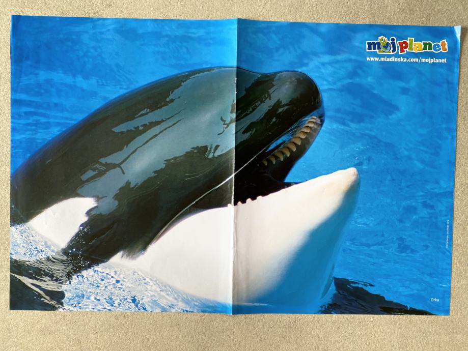 Plakat ORKA - KIT UBIJALEC - poster Orcinus orca / galeb - NOVO prodam