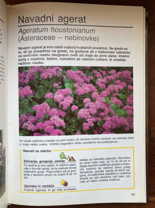 Moje sobne rastline: POLETNI CVETLIČNI OKRAS