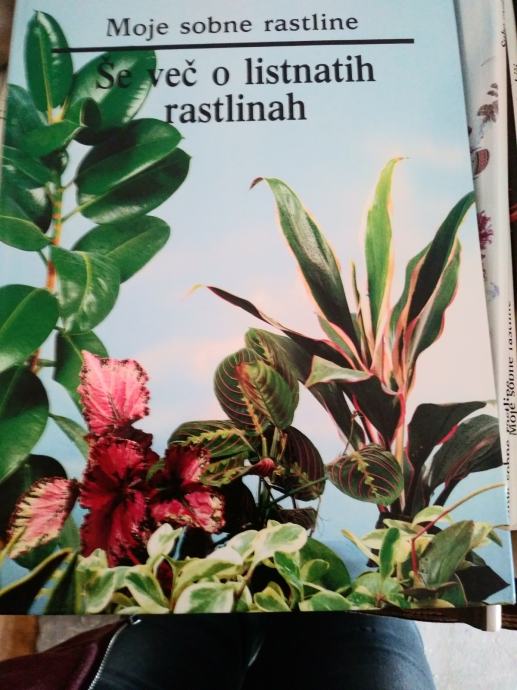 MOJE SOBNE RASTLINE